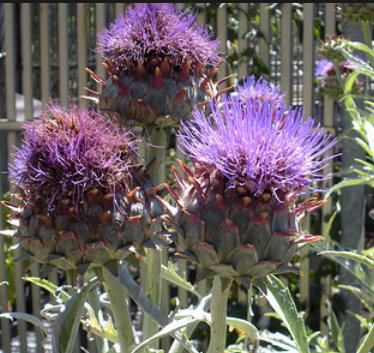 Zaden in voorbereiding – overzicht – Welkom op de site van Arcadia